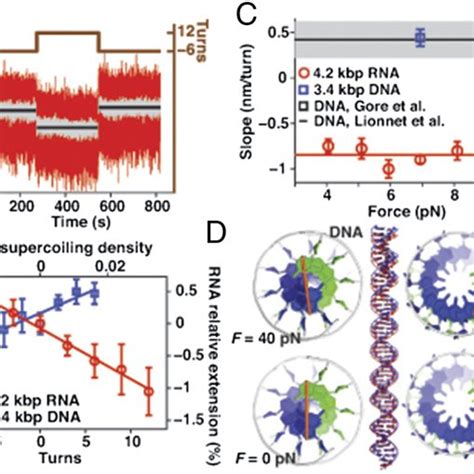 Construction Of A Torsionally Constrained Double Stranded RNA For Download Scientific Diagram