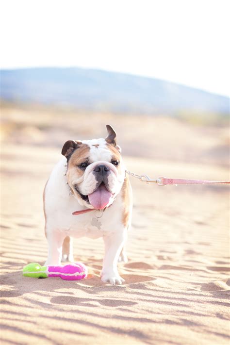 Itty Bitty And Fluffy Fluffy Friends Julie And Missy Moo