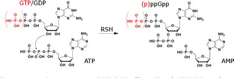Figure 2 From Hplc Analysis Of Bacterial Alarmone Nucleotide P Ppgpp And Its Toxic Analogue