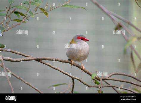 The Red Browed Finch Is Most Easily Recognised By Its Bright Red Eyebrow Rump And Beak On An
