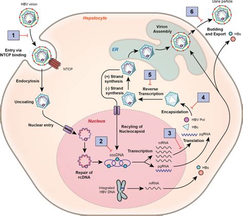实现慢性乙型肝炎功能性治愈的新兴疗法的展望 Current Hepatology Reports X Mol