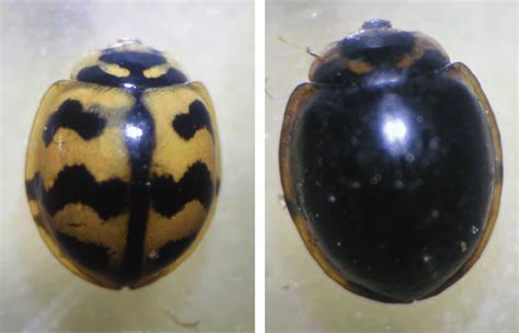 Elytral Color Patterns Of Menochilus Sexmaculatus F Abricius 1781