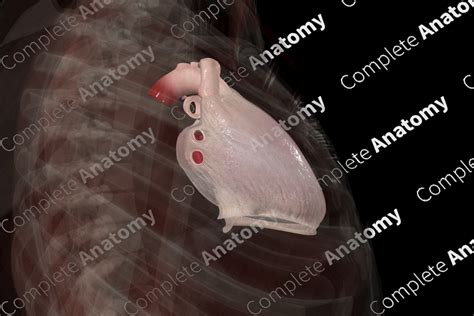 Heart And Pericardium Complete Anatomy