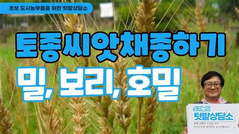 토종씨앗 채종하기 밀 보리 호밀 채종하기 Youtube