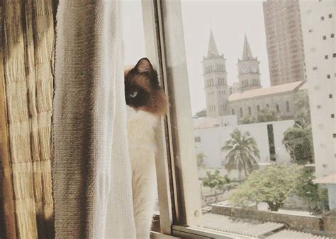 36 Of The Words Angriest Cats Ever Who Have Had Enough Of Your Bs Angry Cat Cats Cute Cats