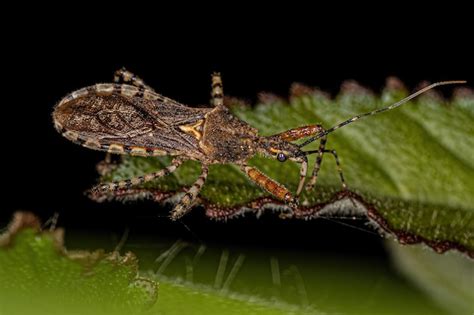 Premium Photo Adult Assassin Bug