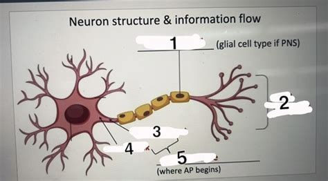 Bsc 251 Exam 1 Flashcards Quizlet