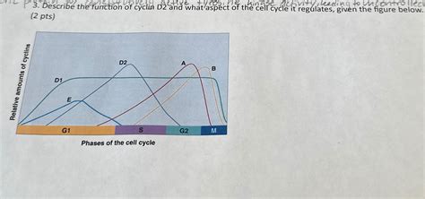 Solved Bescribe The Function Of Cyclin D2 ﻿and What Aspect