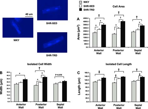 Cardiomyocyte Morphometry Cell Area Width And Length From The Download Scientific Diagram