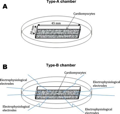 Drawings Of Experimental Cell Chambers Panel A A Type A Chamber Was