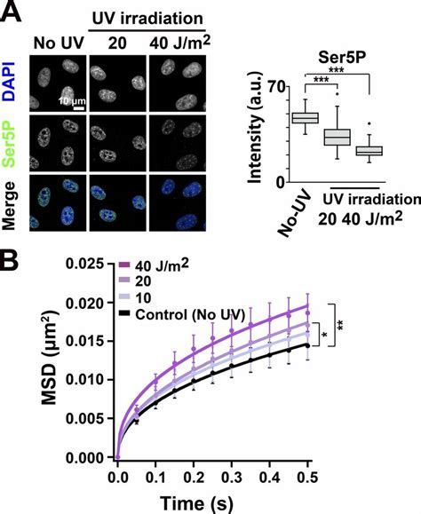 Uv Induced Increase In Chromatin Dynamics A Left Rnapii Activity Of