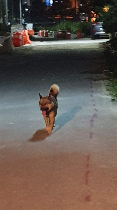 전주 다말해 저 혹시 여기는 평화동 직수장 올라가는 산책로쪽인데요 왠 강아지 혼자 다니는데 주인 Facebook