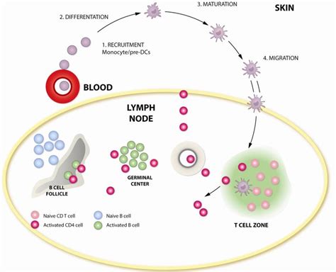 Adjuvant Activity Of Gm Csf In Modulating T And B Cell Responses Download Scientific Diagram