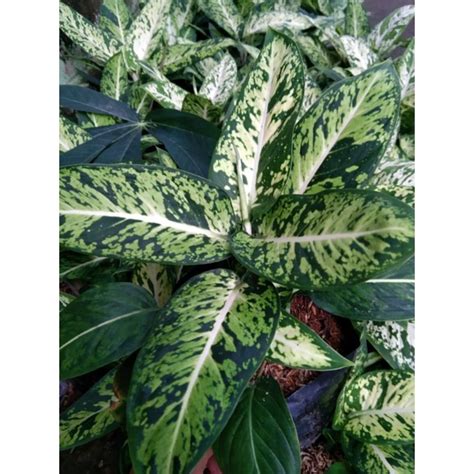 Jual Diven Candi Diven Ciangmay Diven Cantik Diven Murah Tanaman Hias Shopee Indonesia