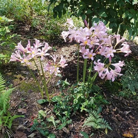 Pink Surprise Lily Scientific Name Lilies Art Of Frozen Time