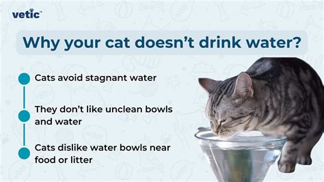 Why Wont My Cat Drink Water Common Reasons And Solutions