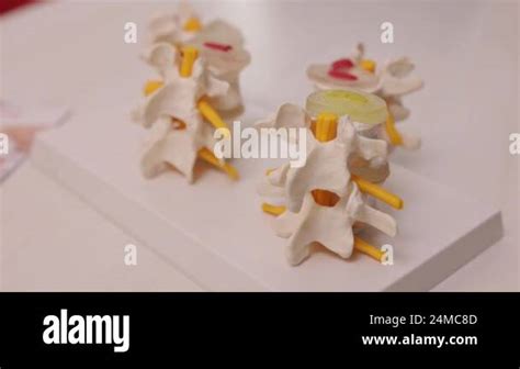 Spine Models Anatomical Vertebrae Model Stock Videos And Footage Hd And