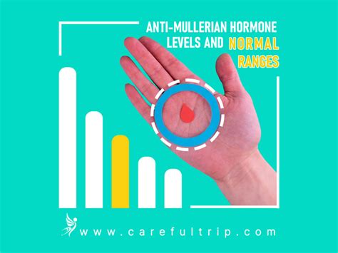 What Does Anti Mullerian Hormone Do At Albert Jarman Blog