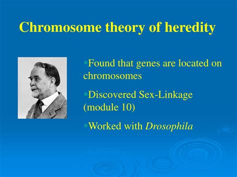 Ppt Drosophila Genetics I Powerpoint Presentation Free Download Id