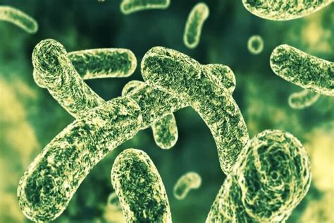 ارزش ۱۷ میلیارد دلاری بازار محصولات انسانی مرتبط با میکروبیوم تا سال