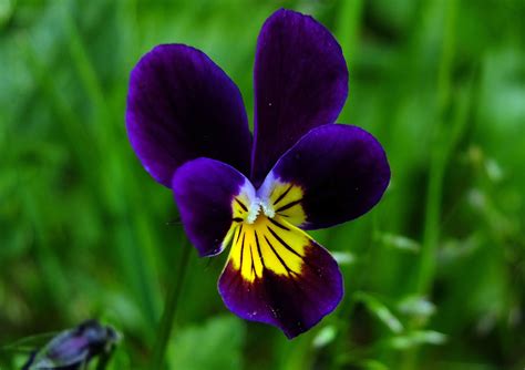 무료 이미지 자연 꽃잎 식물학 플로라 야생화 꽃들 눈 뉴타레아 플로어 비올라 Ggl1 개비 1 Fujifilmxs1 매크로 사진 팬지 꽃 피는