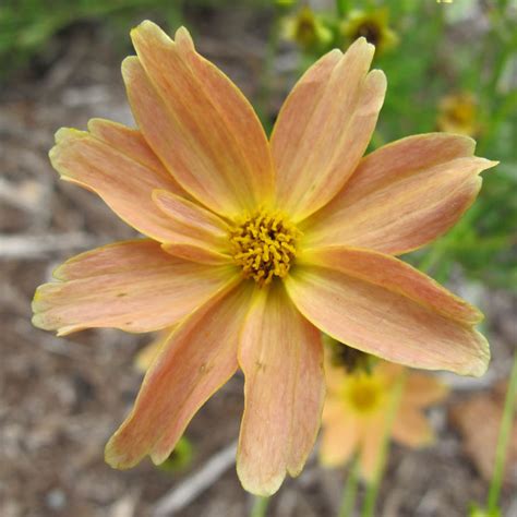 Coreopsis ‘sienna Sunset Mt Cuba Center