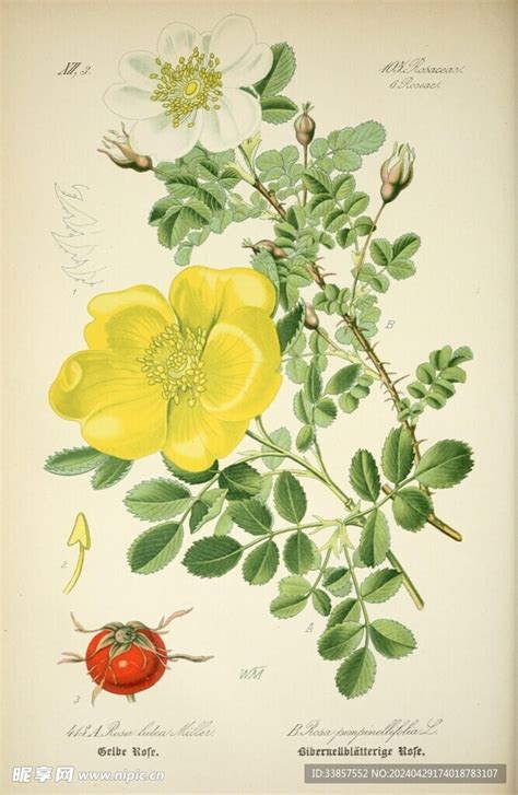 绘制植物插画 设计图 图片素材 其他 设计图库 昵图网