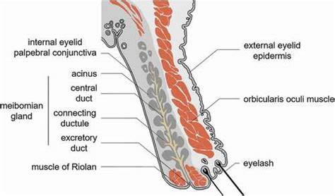 Meibomian Gland Dog Anatomy
