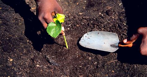 Easy Vermicomposting For Beginners Part 1 Chicago Botanic Garden