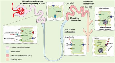 High Ceiling Effect Of Loop Diuretics Shelly Lighting