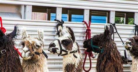 Ollama Testcontainers Module In Java