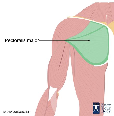 Pectoralis Major