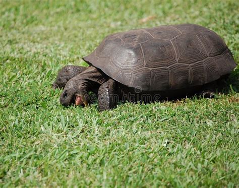 Gopher Turtle Stock Image Image Of Wild Outdoors Summer