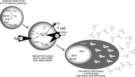 A Model For The Specific Impact Of Extrinsic Signals On The Intrinsic