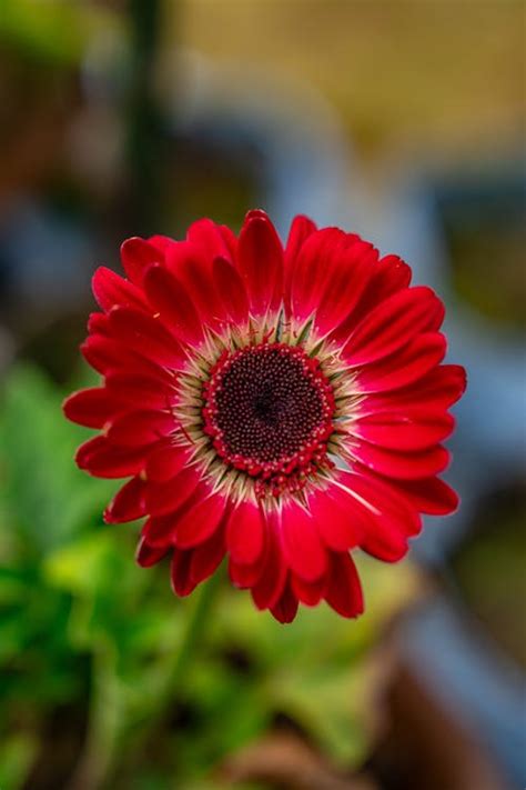 거베라 고 대비 고립된 관상용 식물 국화과 꽃 꽃 머리 꽃 무늬 꽃무늬 꽃잎 다년생 다채로운 데이지 디테일 매크로 밝은 배경 흐림 보케 배경