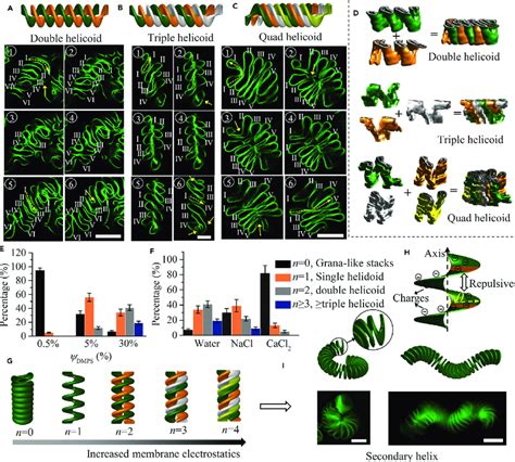 Formation Of Multiple Helicoidal Cisternae Stacks And Secondary Helix Download Scientific