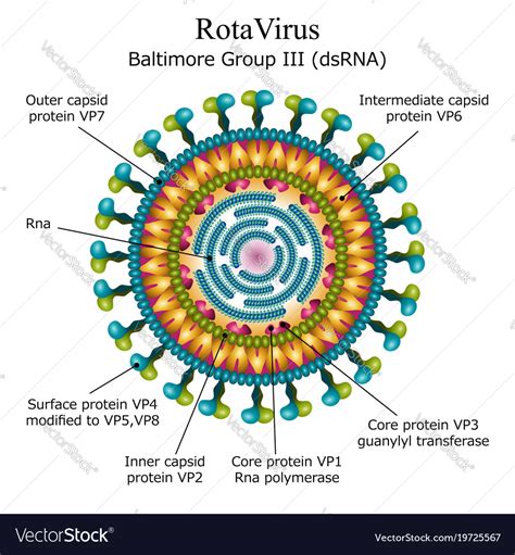 Rotavirus Structure