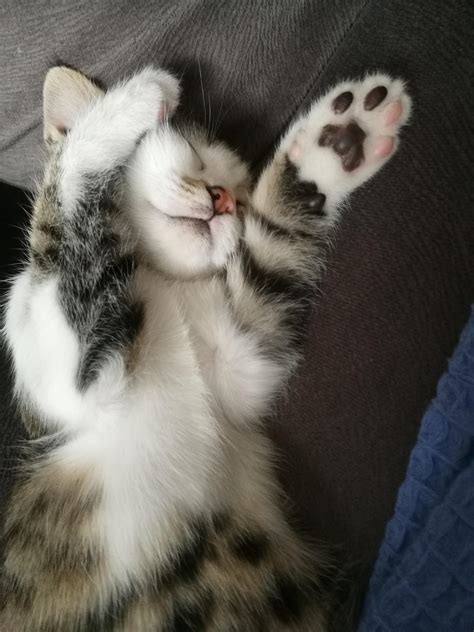 Sleepy Boi Scrolller