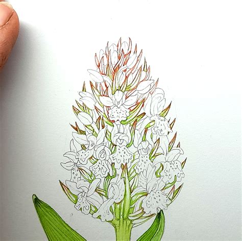 Orchid Botanical Illustration Step By Step Lizzie Harper