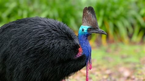 Close Up Clip Of A Southern Cassowary On A Rainy Day Stock Image