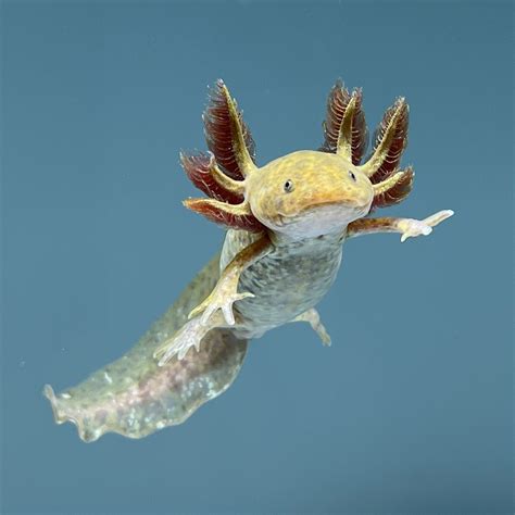 Copper Axolotl Axolotls For Sale Axolotl Planet