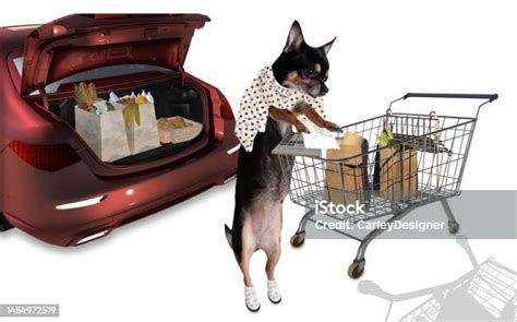 귀여운 강아지 치와와는 슈퍼마켓에서 음식을 사서 계산기로 모든 것을 계산합니다 0명에 대한 스톡 사진 및 기타 이미지 0명 가격 가계 Istock
