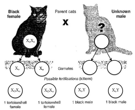 [solved] Sex Linkage Sex Linkage Is A Special Case Of Linkage Occurring