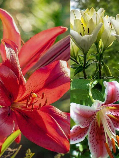 Asiatic Lily Mix Flower 3 Bulb Seed And Plant