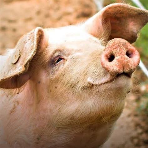 Stream Rrussya0901 Listen To Game Soundtrack Playlist Online For Free On Soundcloud