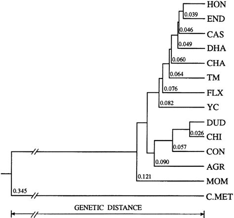 Phylogenetic Tree Computed By The Kitsch Program Of Phylip Software Download Scientific Diagram