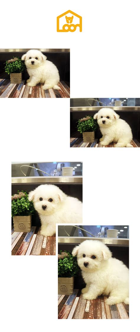 비숑프리제 책임분양 비숑프리제분양가 유기견 미니비숑 웰시코기분양 스피츠 요크셔테리어분양 먼치킨고양이 노르웨이숲고양이분양 강아지무료분양 유기견무료분양 유기묘입양