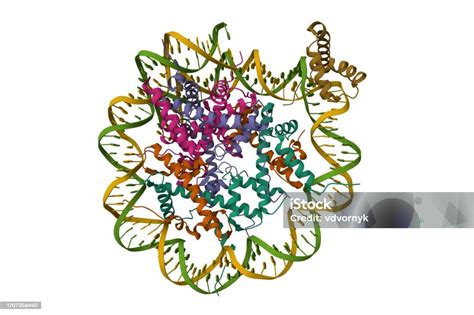 뉴클레오솜과 복합체에 있는 인간 Sox2 전사 인자의 구조 단백질에 대한 스톡 사진 및 기타 이미지 단백질 컴퓨터 그래픽 0명 Istock