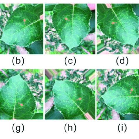 Examples Of Dataset Augmentation A Original Image B Rotated 45