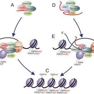 Regulatory Non Coding RNA Timeline A Timeline Of Some Important Download Scientific Diagram